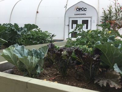 Growing Hope Gardens Help the Homeless | Green America