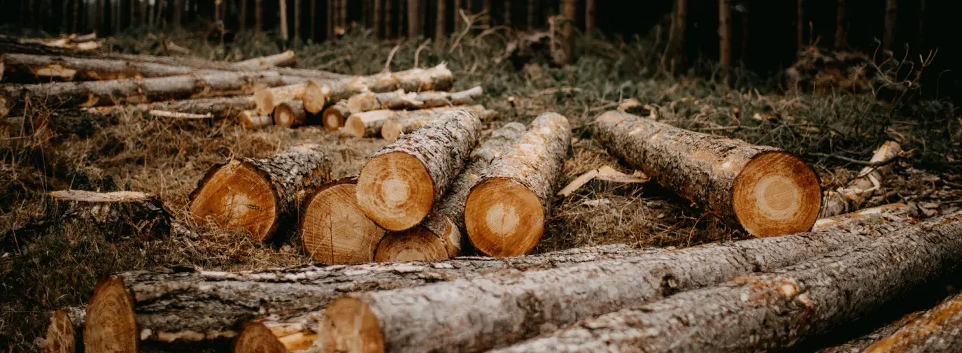 Deforestation-free Chocolate | Green America