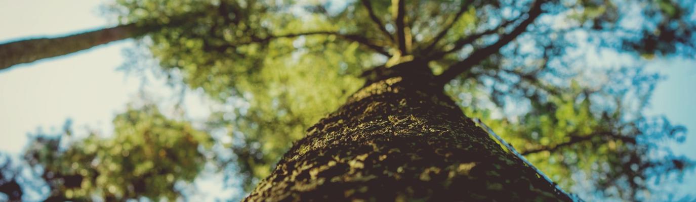 Genetically Engineered Trees: A New Frontier or Climate Catastrophe ...